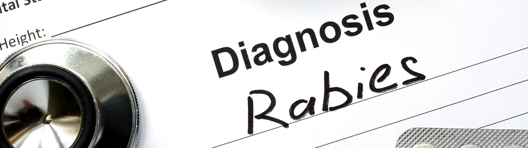 What to do if you find a rabies vaccine bait | WDG Public Health